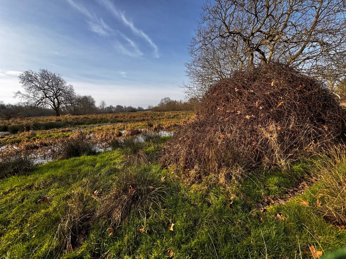 Bramble – Rural Reading